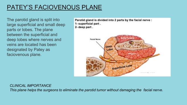 Parotid Gland ( Case and Basic Anatomy) | PPTX | Ear, Nose and Throat ...