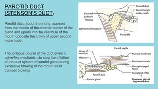 Parotid Gland ( Case and Basic Anatomy) | PPTX