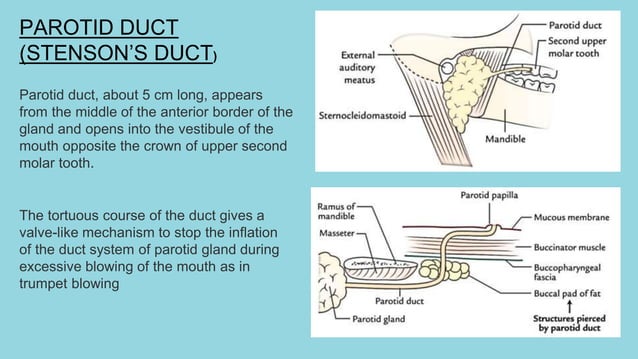 Parotid Gland ( Case and Basic Anatomy) | PPTX | Ear, Nose and Throat ...
