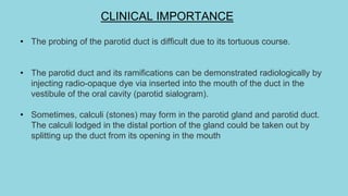 Parotid Gland ( Case and Basic Anatomy) | PPTX