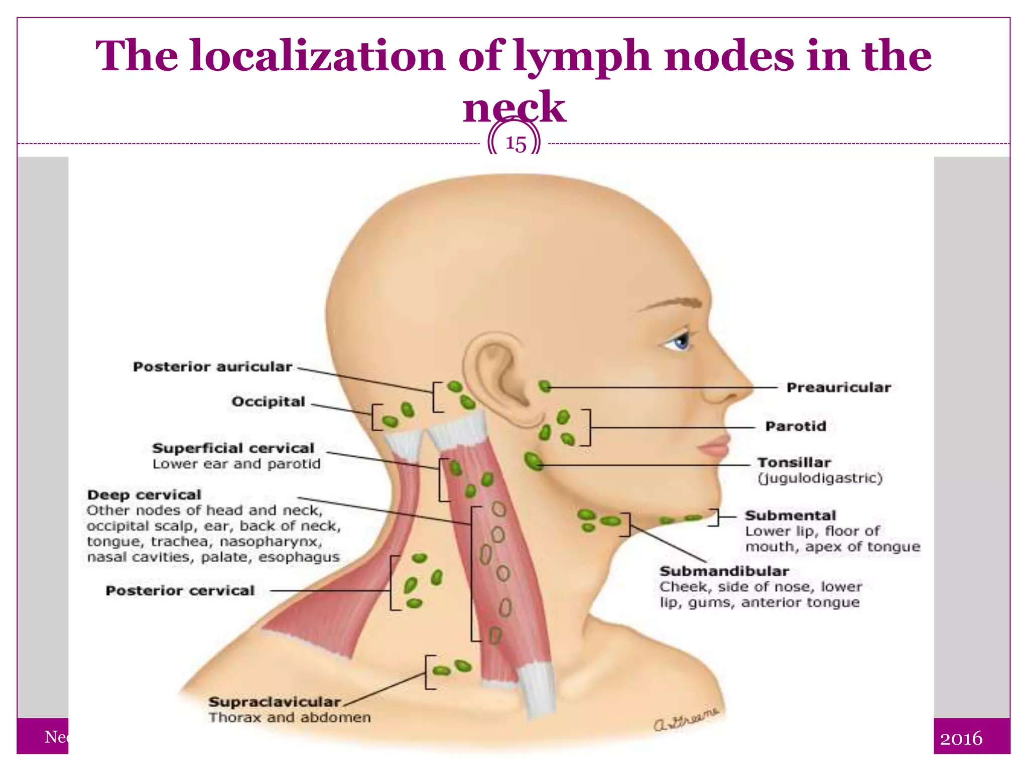 Ent clinical rotation presentation neck masses by xavier | PPTX