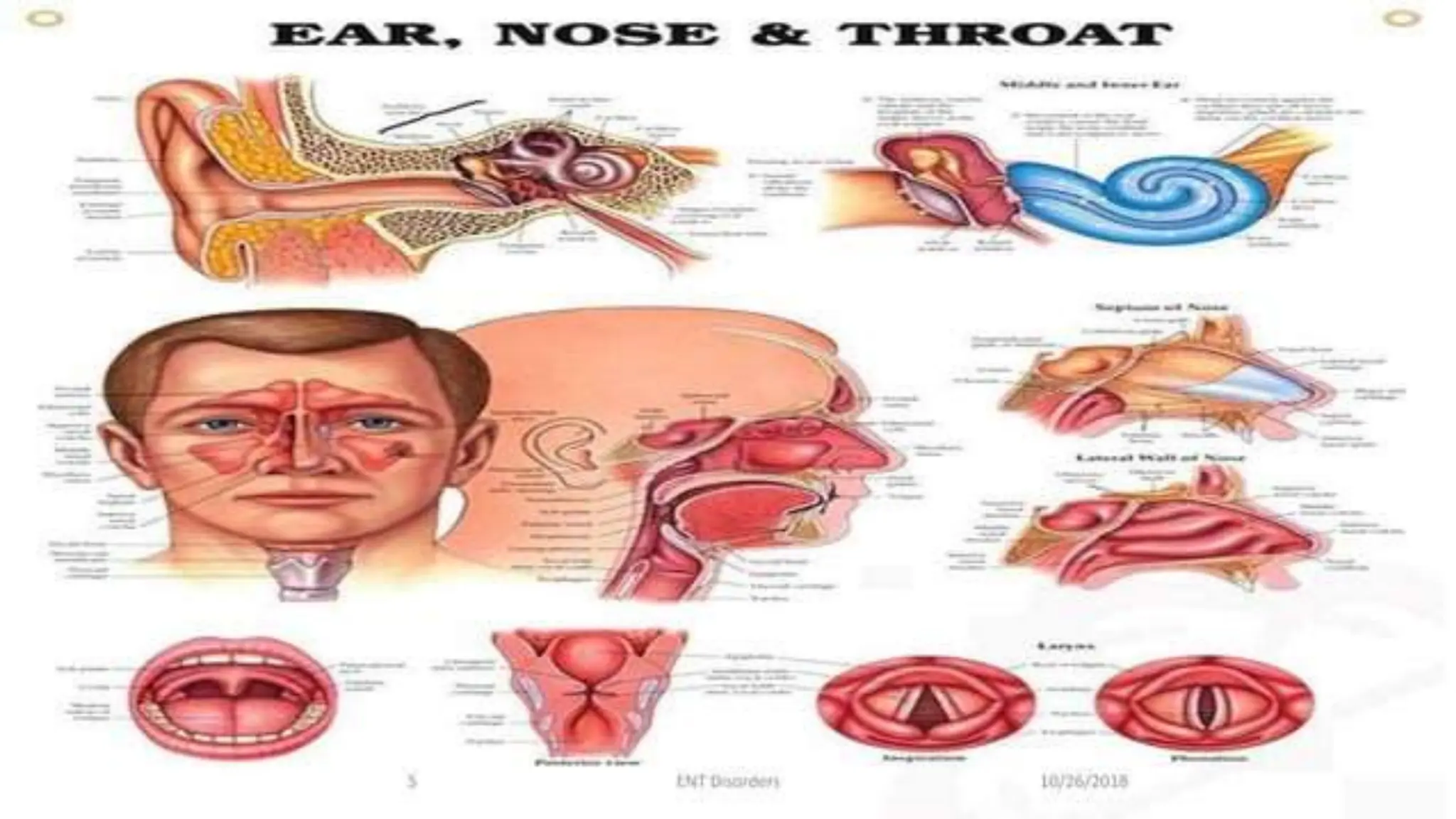 Ent disorders ppt.pptx