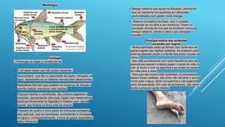 Entendendo a biologia das pirambebas e bagres e a razão dos ataques ...