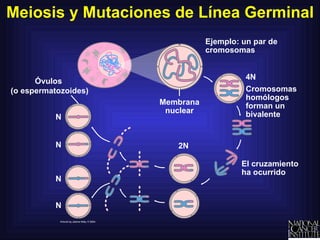 Entendiendo A La Genomica Del Cancer | PPT