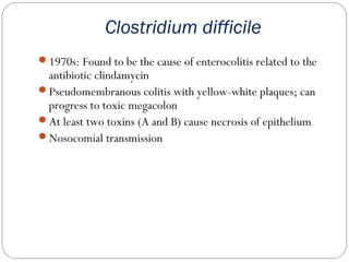 Enteric infections Mohammad Aboelmagd | PPT