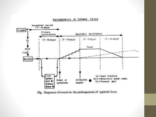 Typhoid Fever History Timeline
