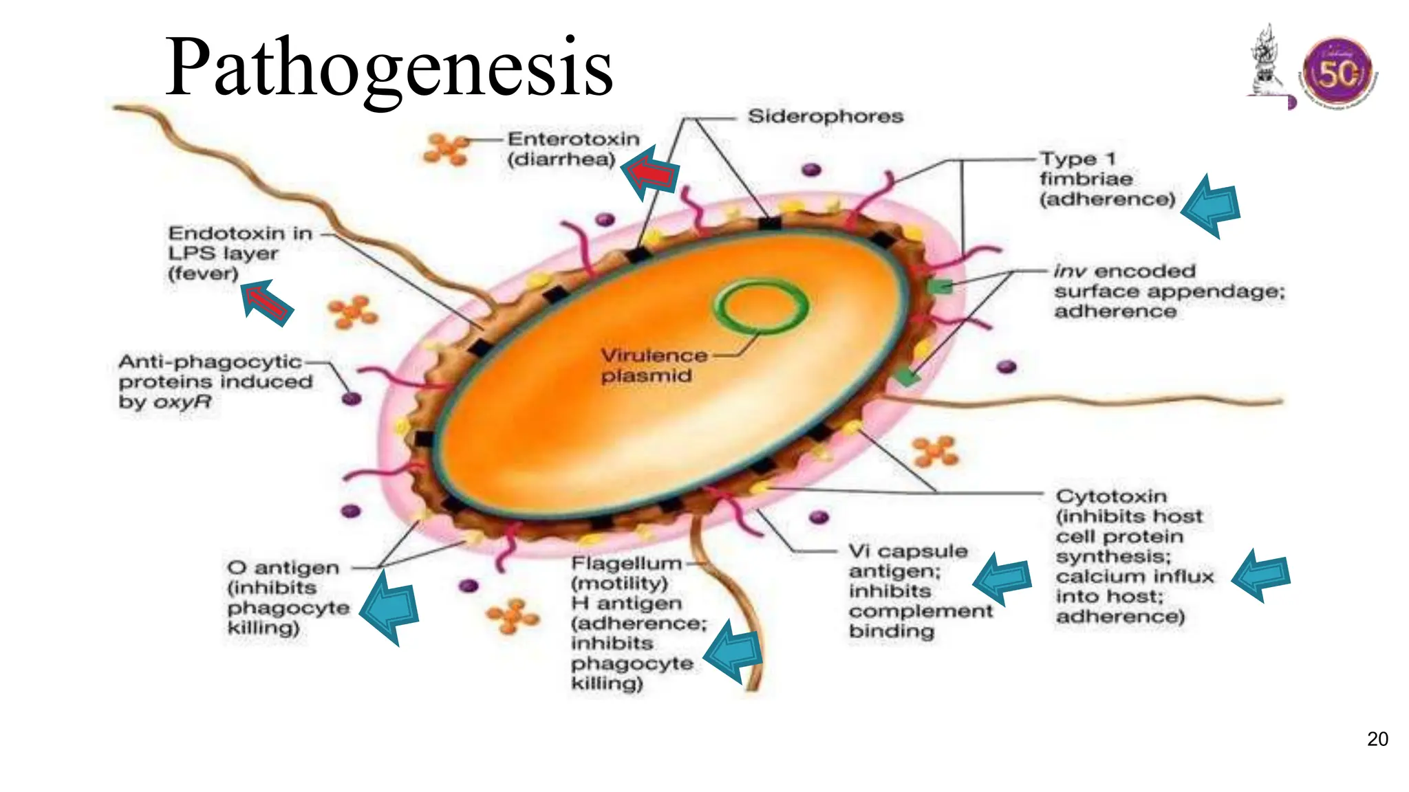 Enteric fever pathogenesis, clinical features and lab diagnosis .pptx