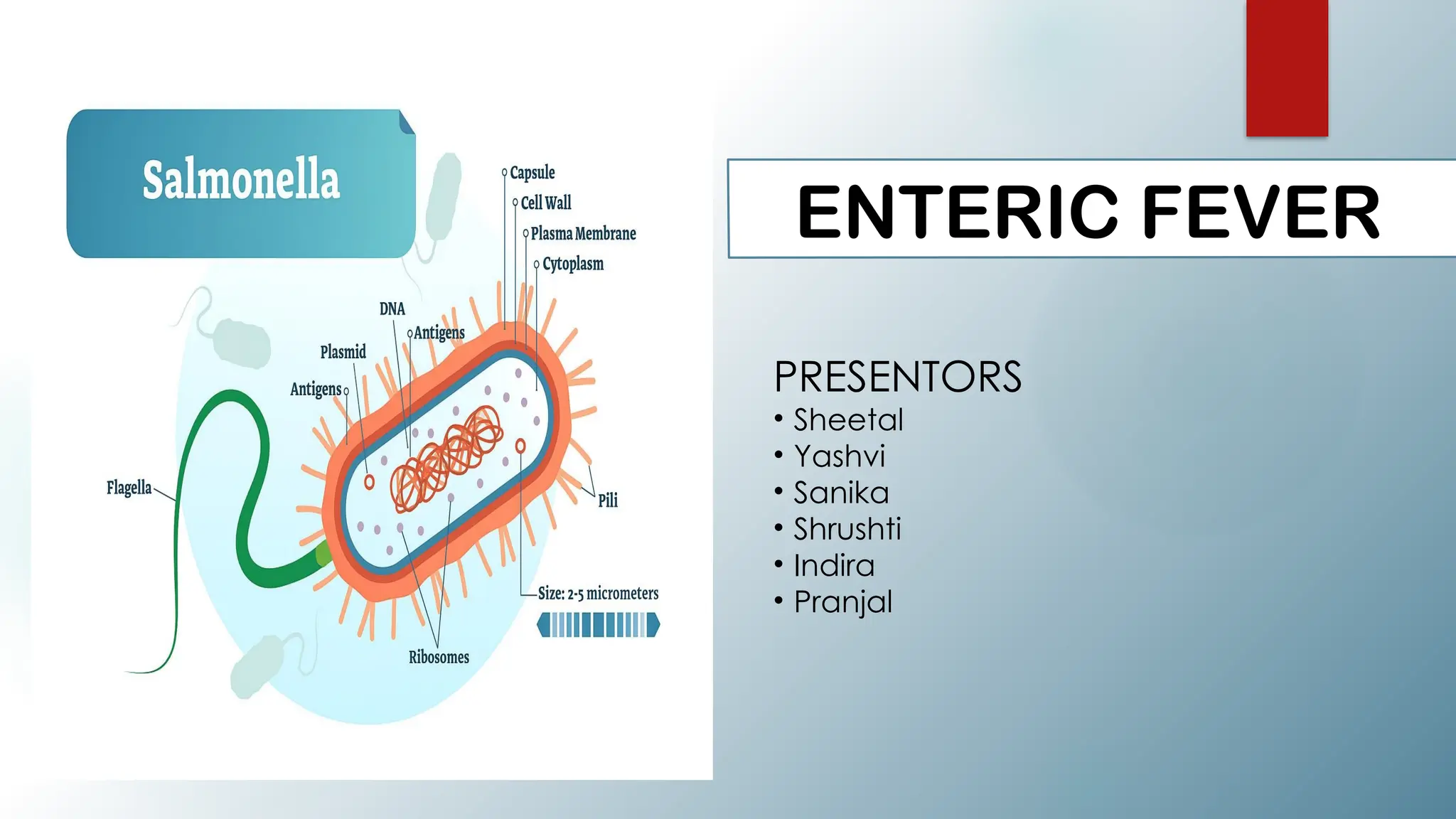 Enteric fever pathology united presentation | PPTX
