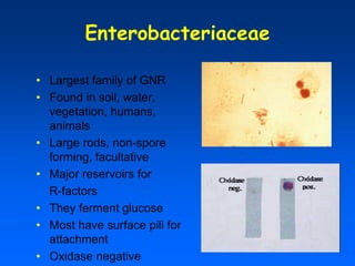 Enteric infection and food poisoning | PPT
