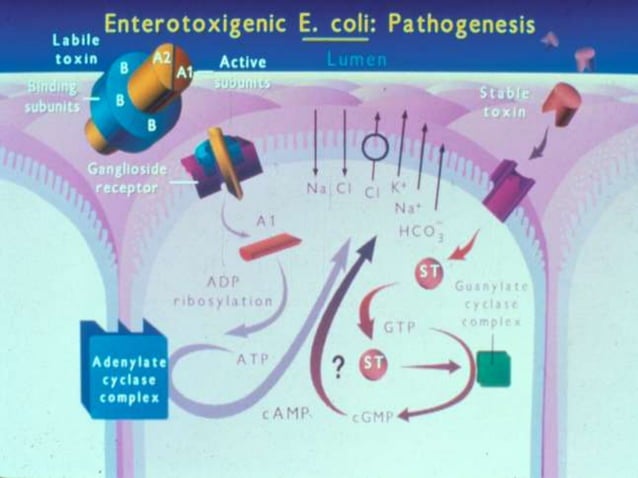 Enteric infection and food poisoning | PPT