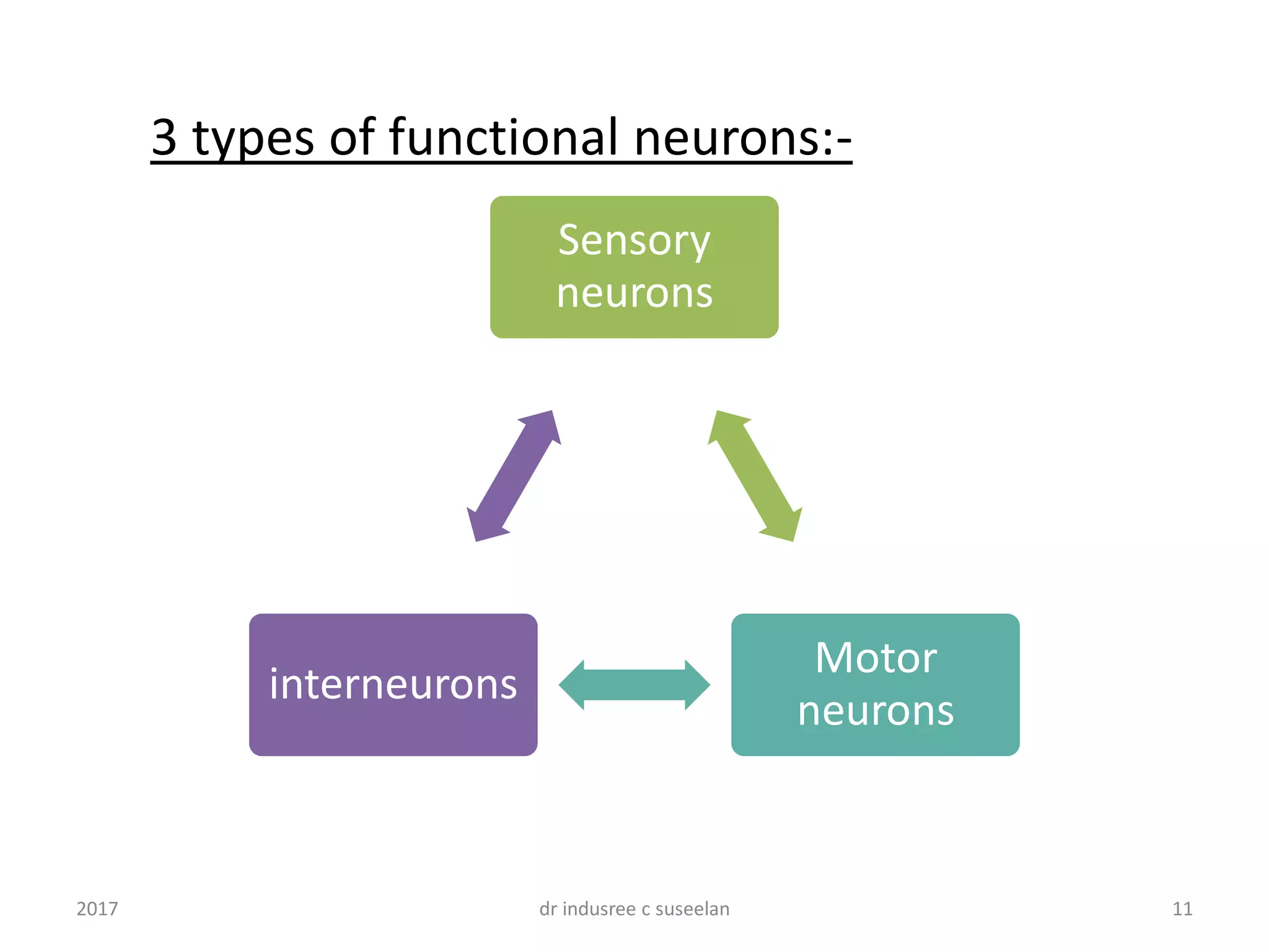 Enteric nervous system | PDF