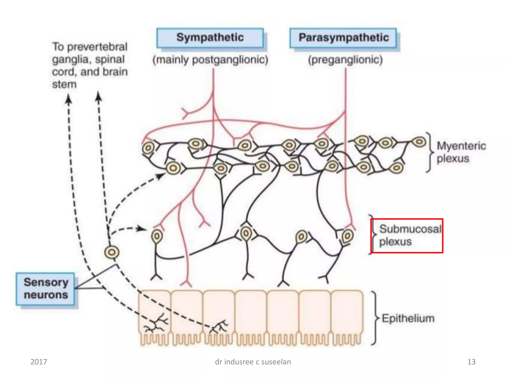 Enteric nervous system | PDF