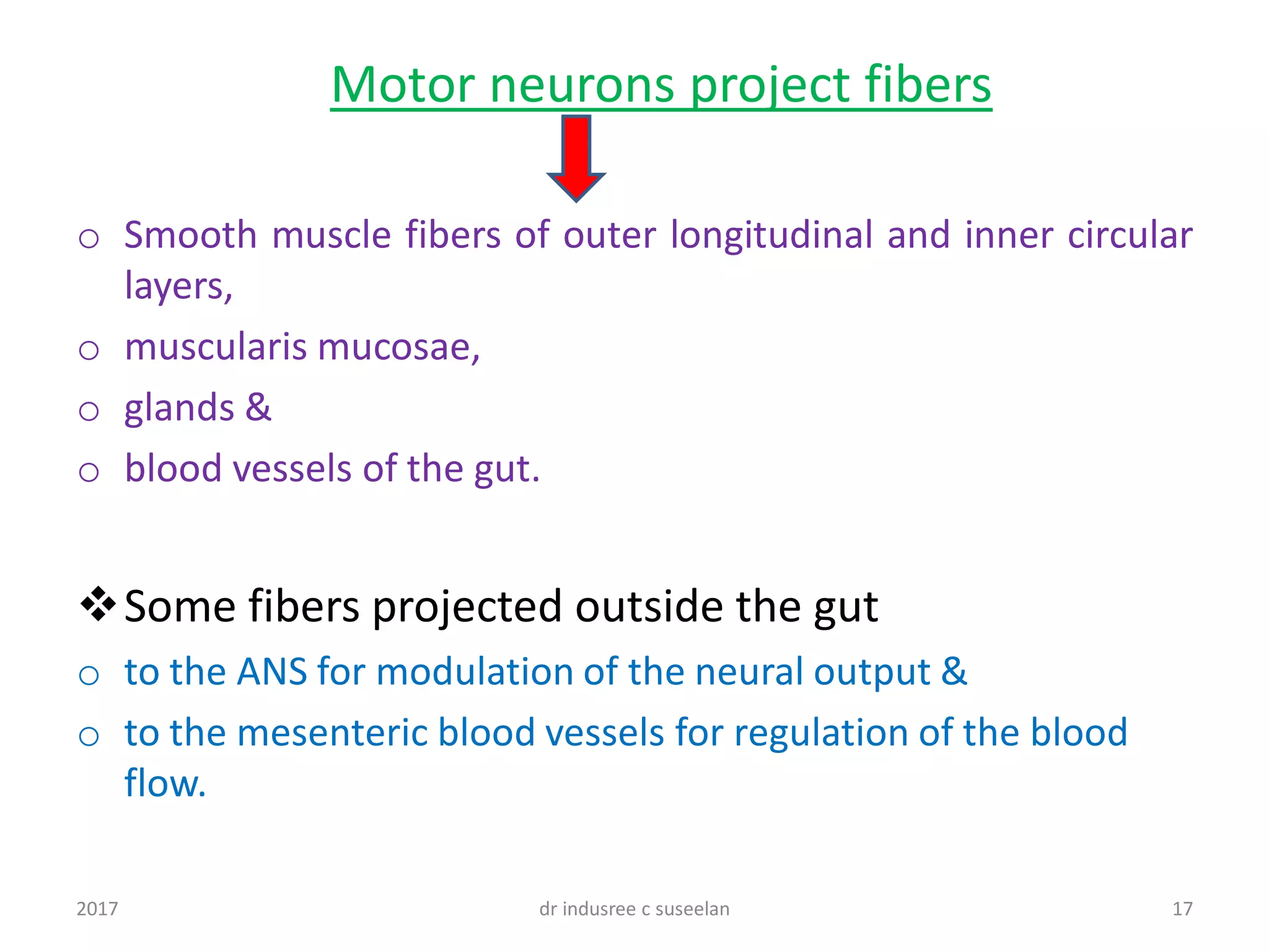 Enteric nervous system | PDF