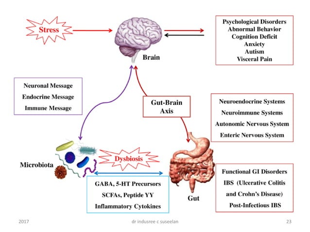 Enteric nervous system | PDF