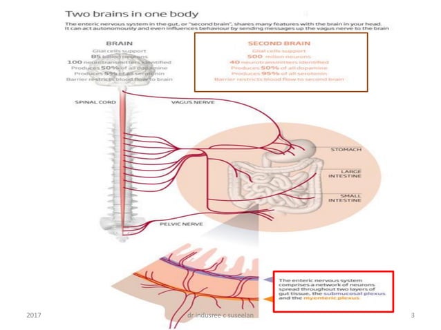 Enteric nervous system | PDF