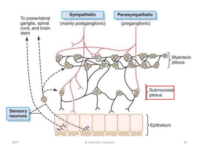 Enteric nervous system | PPT