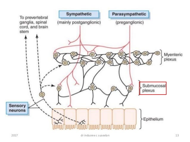Enteric nervous system