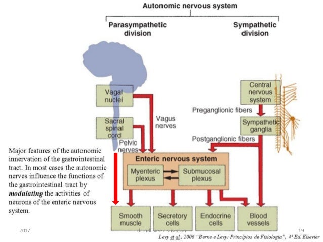 Enteric nervous system
