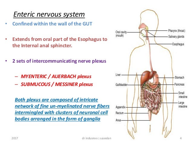 Enteric nervous system