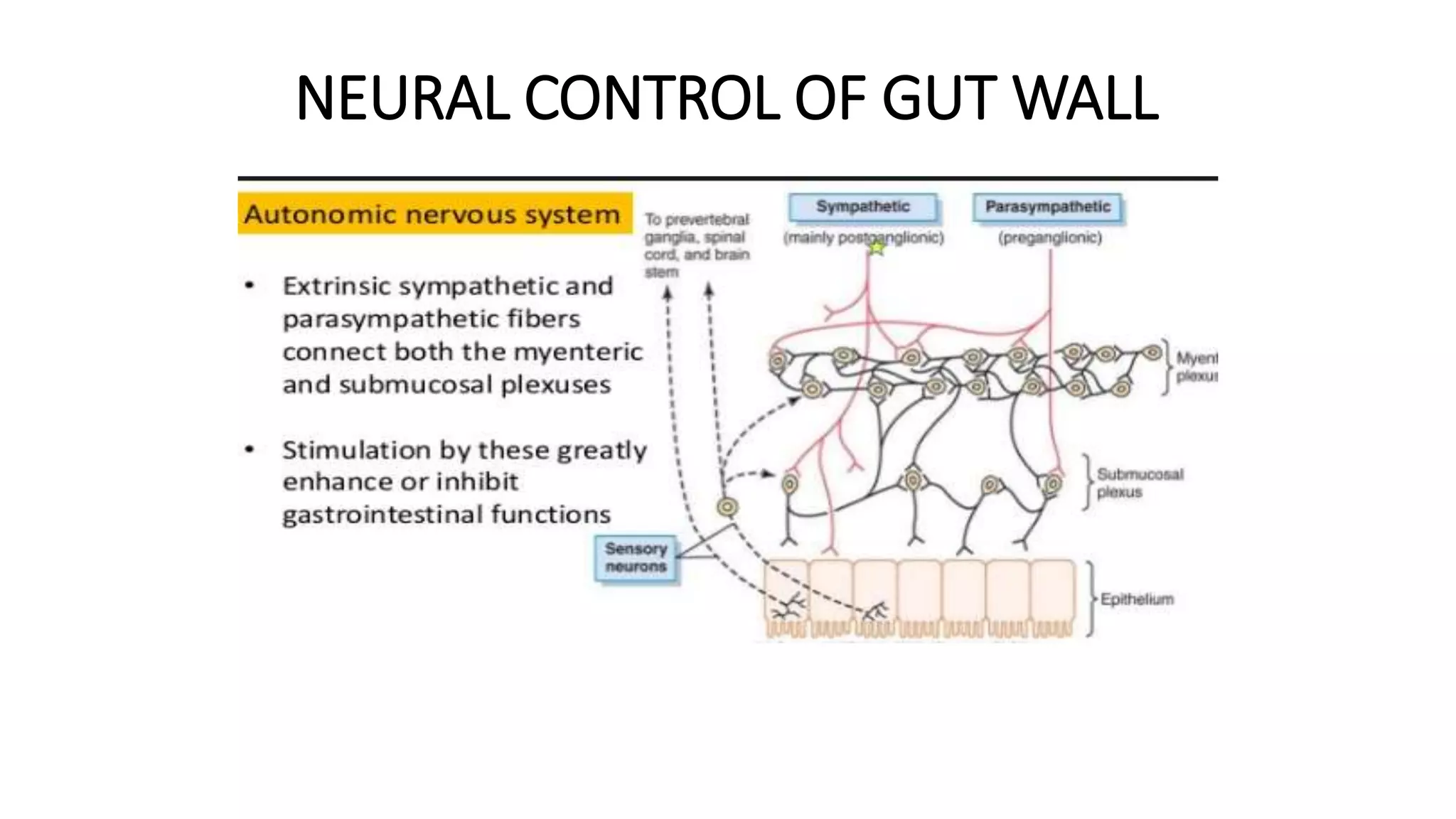 Enteric nervous system | PPTX