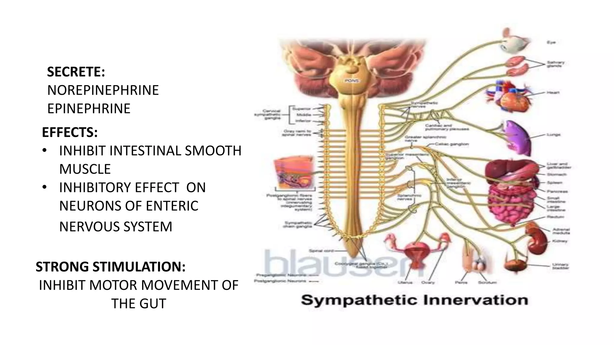 Enteric nervous system | PPTX