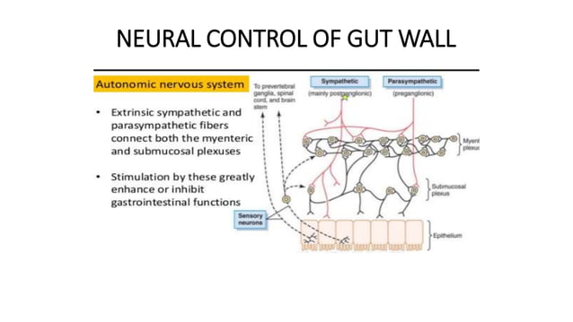 Enteric nervous system | PPTX | Digestive Disorders | Diseases and ...