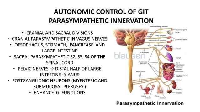 Enteric nervous system | PPTX | Digestive Disorders | Diseases and ...