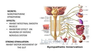 Enteric nervous system | PPTX