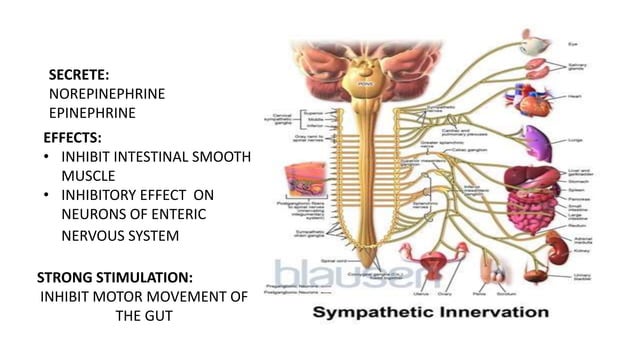 Enteric nervous system | PPTX | Digestive Disorders | Diseases and ...