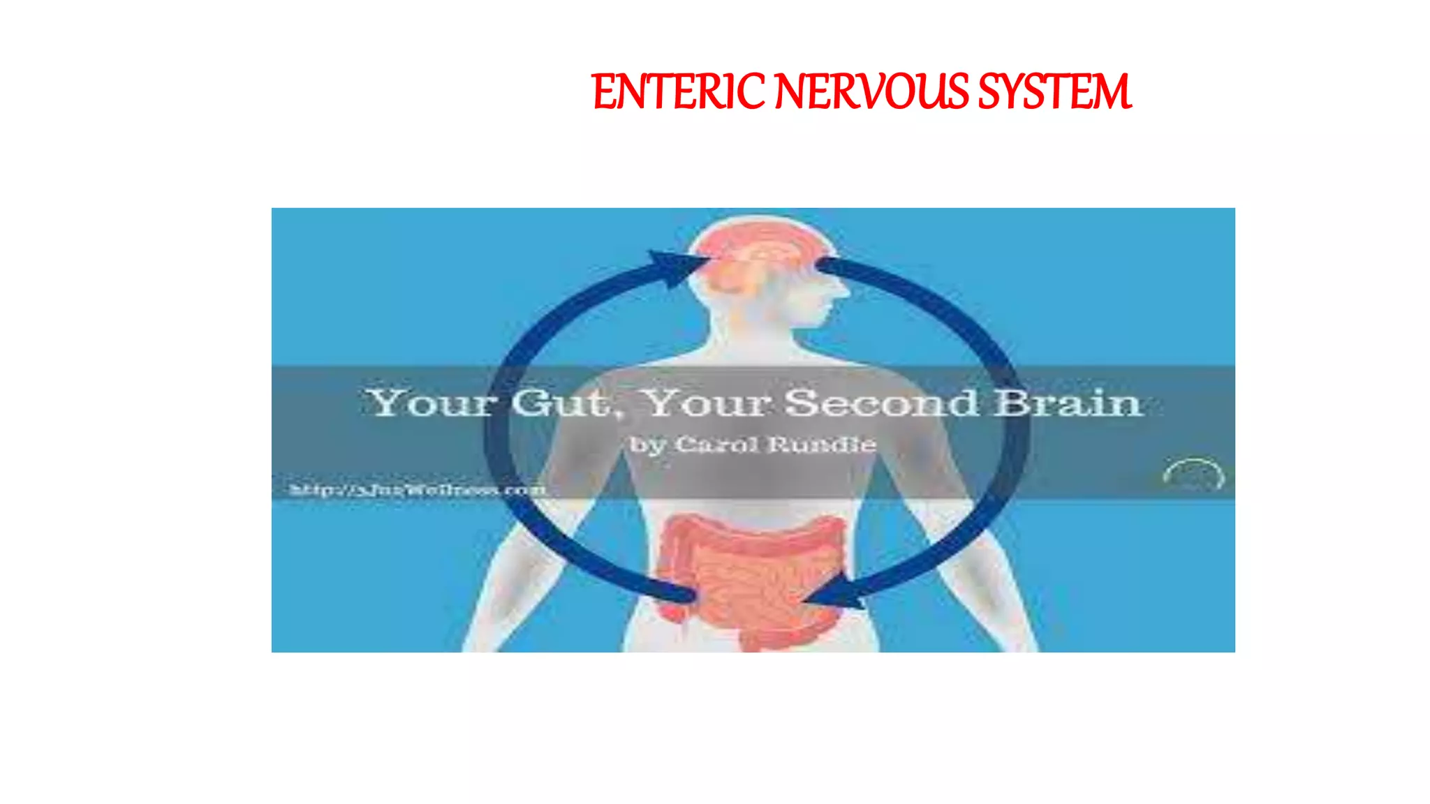 ENTERIC NERVOUS SYSTEM.pptx