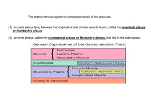 ENTERIC NERVOUS SYSTEM.pptx
