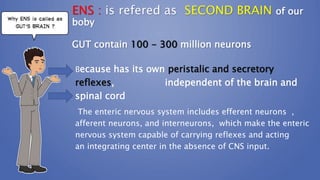 Enteric nervous system powerpoint | PPTX | Brain and Nervous System ...