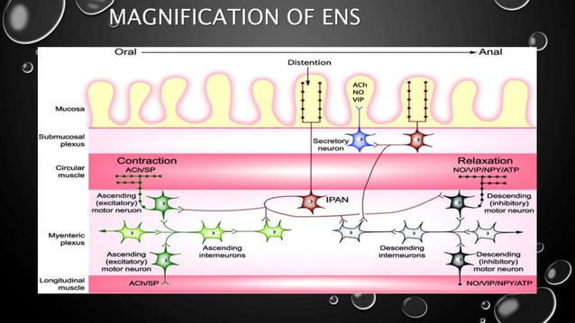 Enteric nervous system powerpoint | PPTX | Brain and Nervous System ...