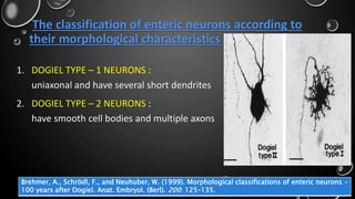 Enteric nervous system powerpoint | PPTX