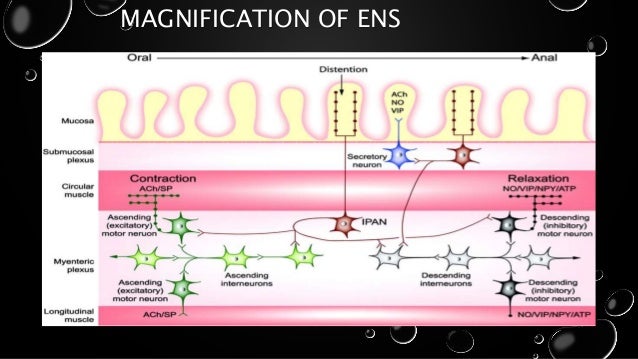 Enteric nervous system powerpoint