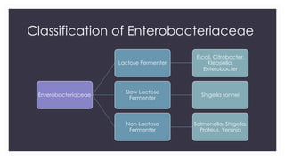 Enteriobacteriaceae.pdf and its classification | PPT