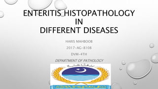 Enteritis | PPTX