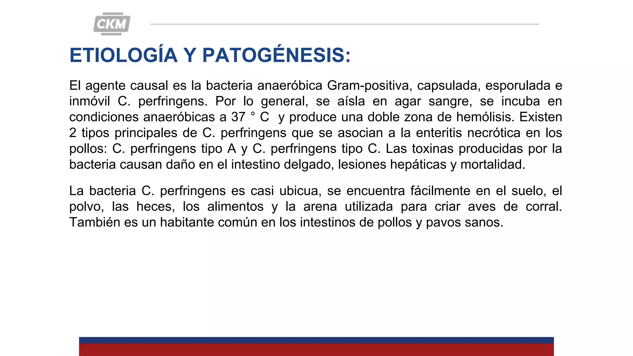 Enteritis necrótica en pollos broiler | PPT