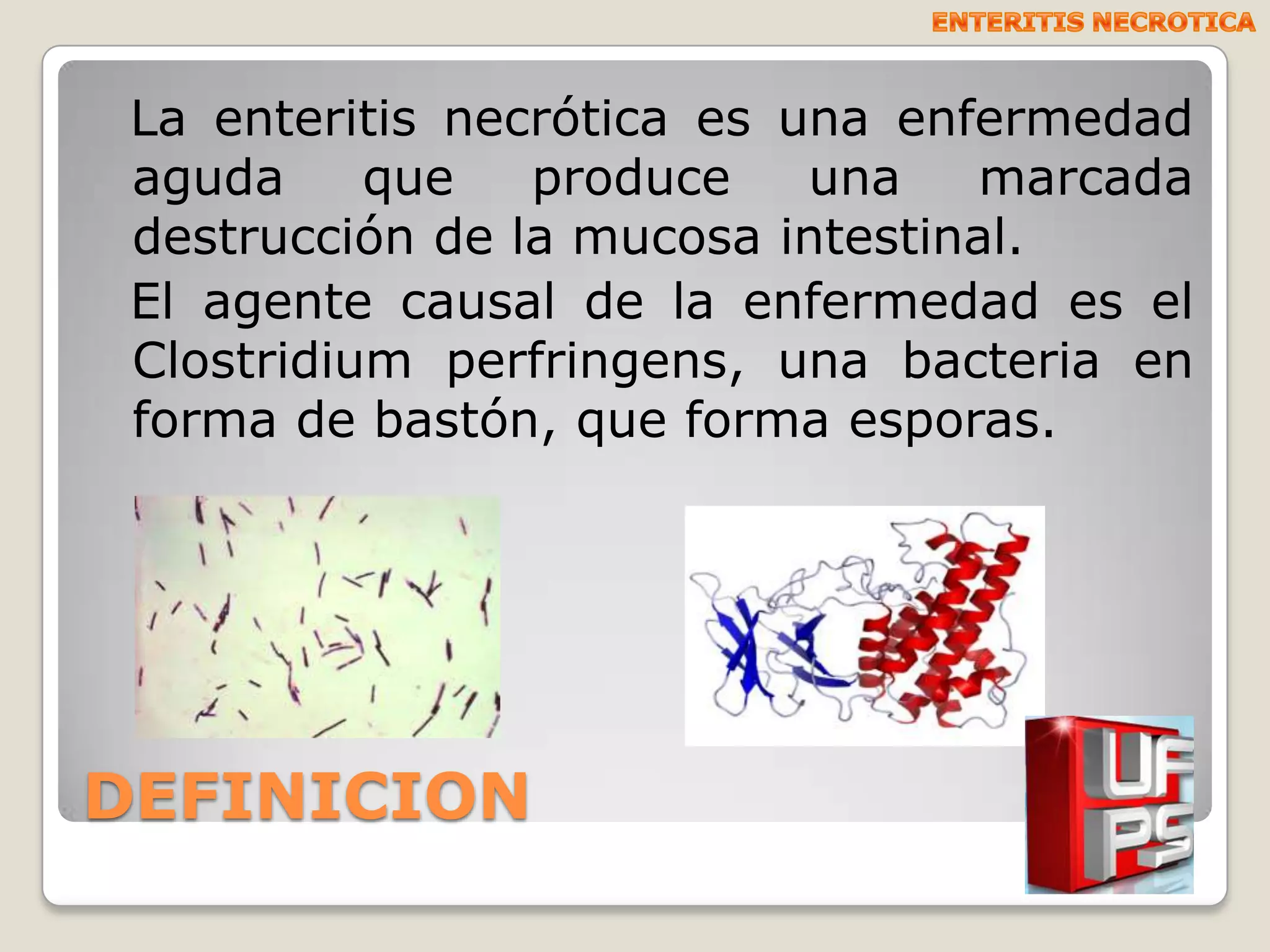 Enteritis necrotica | PPT