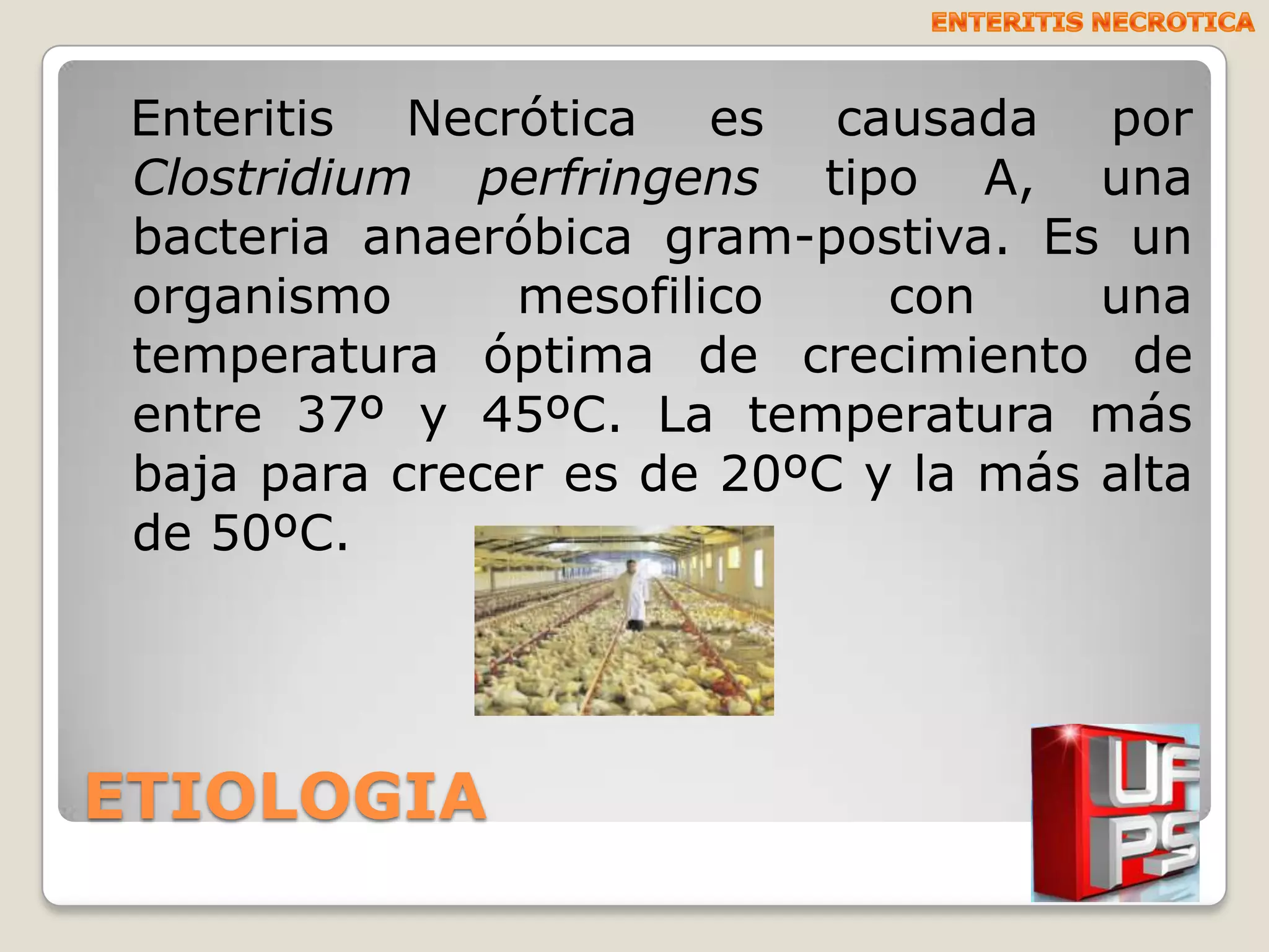 Enteritis necrotica | PPT