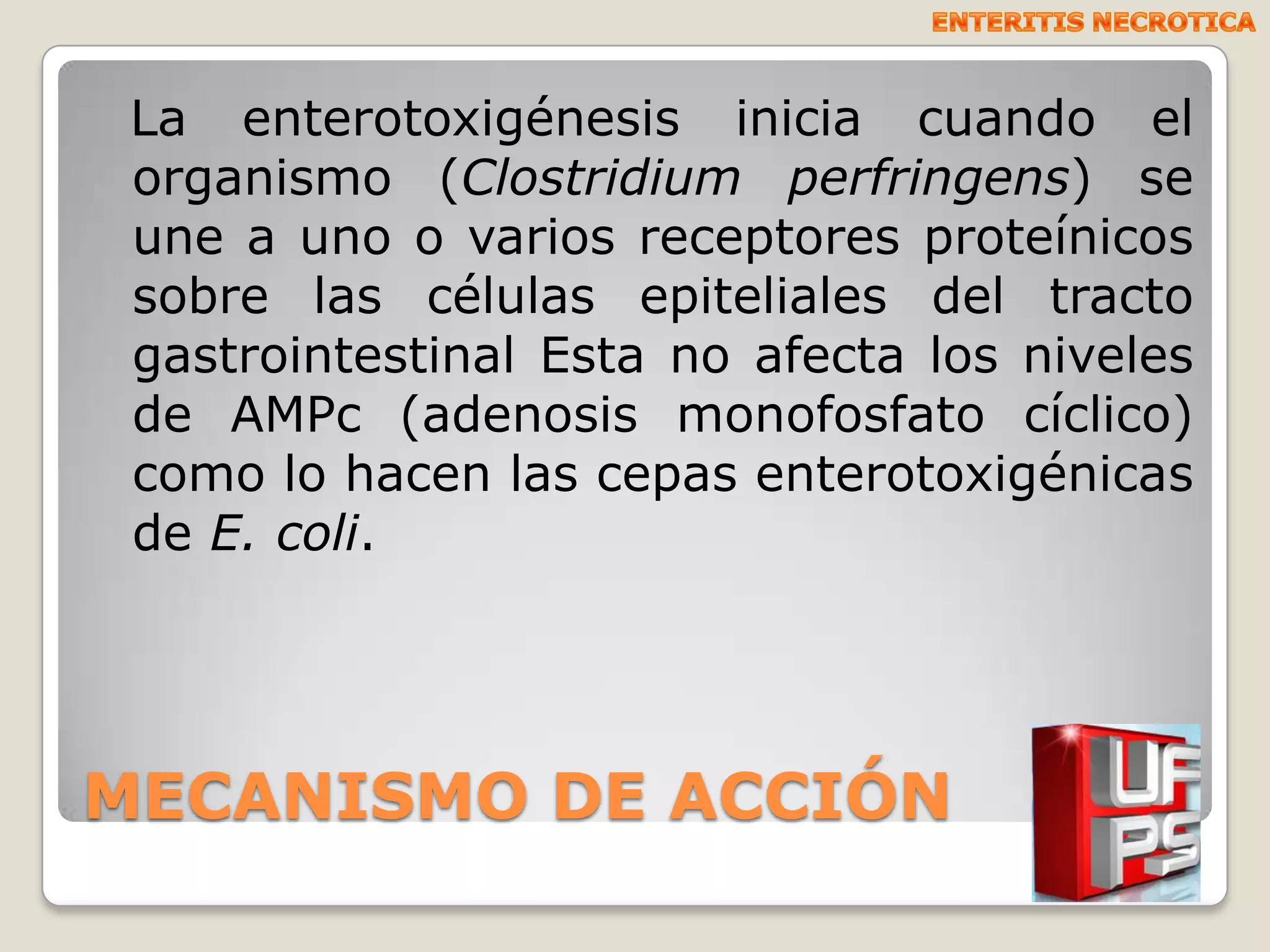 Enteritis necrotica | PPT