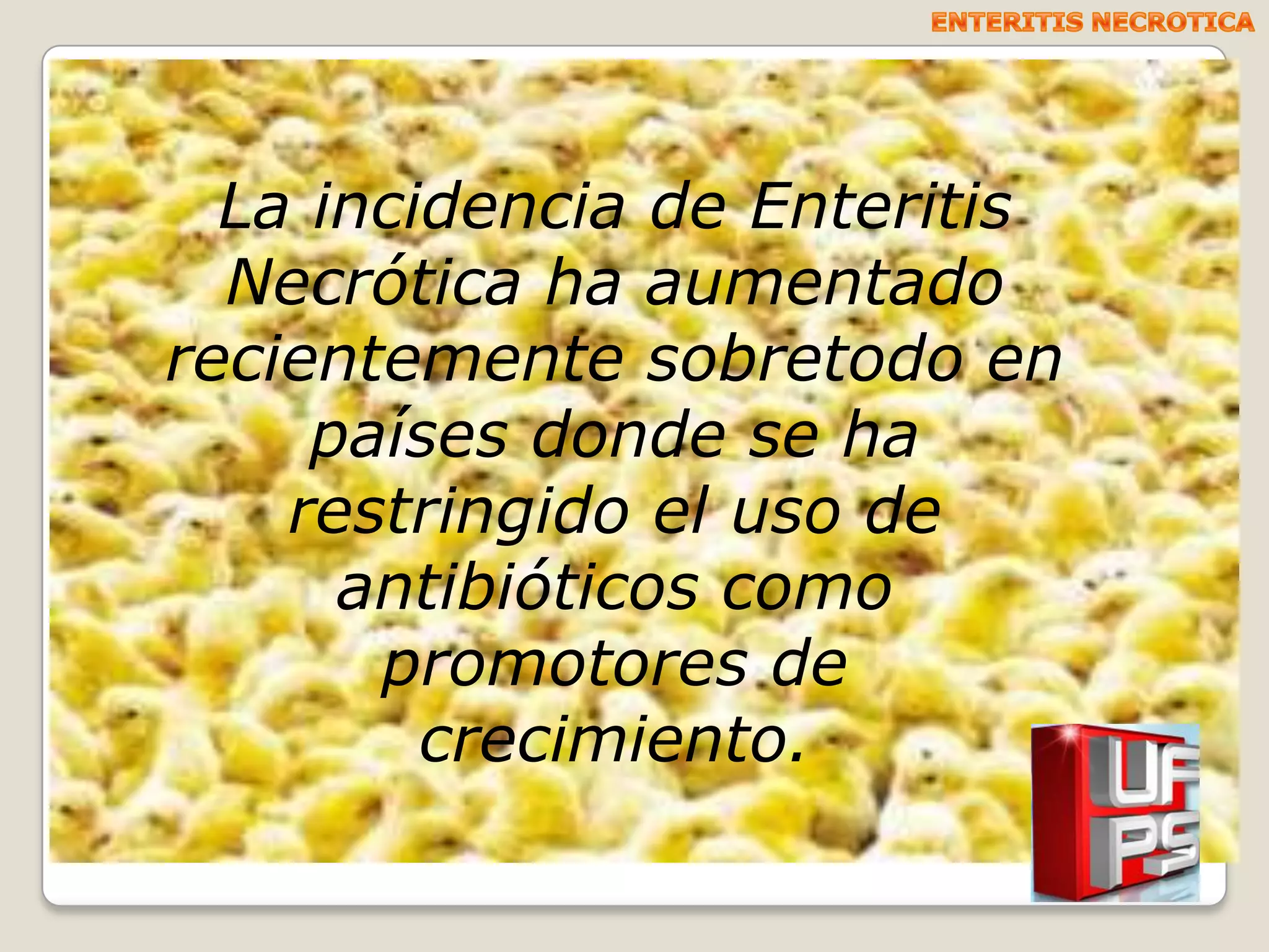 Enteritis necrotica | PPT