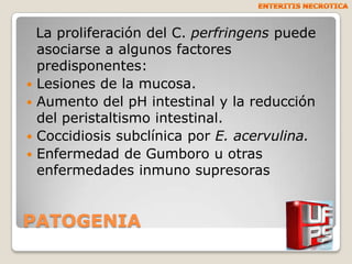 Enteritis necrotica | PPTX