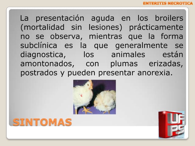 Enteritis necrotica | PPT
