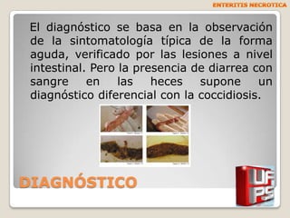 Enteritis necrotica | PPTX