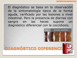Enteritis necrotica | PPTX