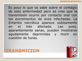 Enteritis necrotica | PPTX