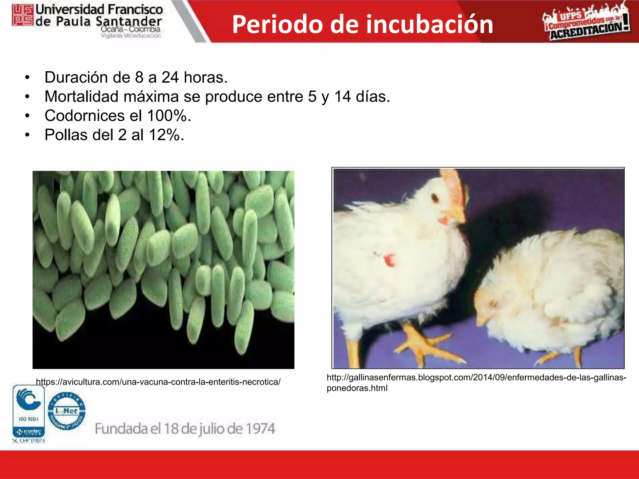 ENTERITIS NECROTICA | PPT