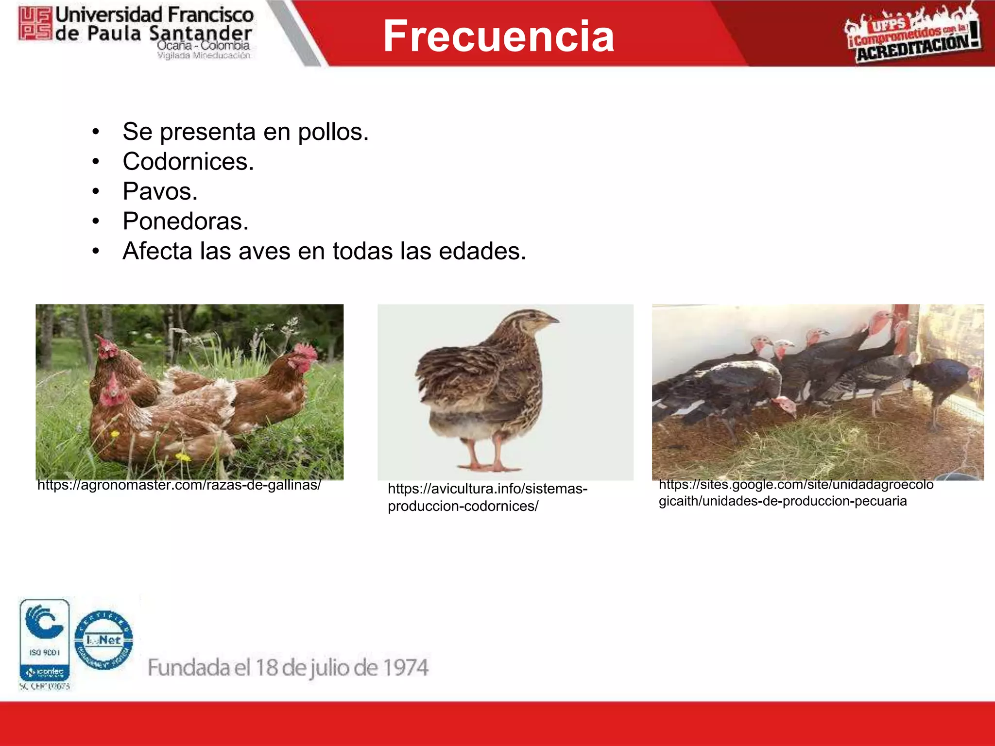 ENTERITIS NECROTICA | PPT