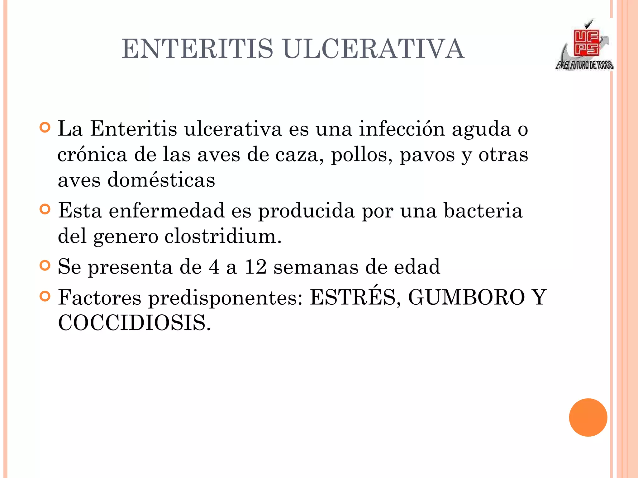 Enteritis ulcerativa | PPT